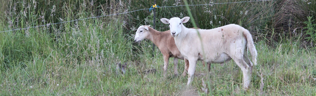 Lamb – Sapsucker Farm