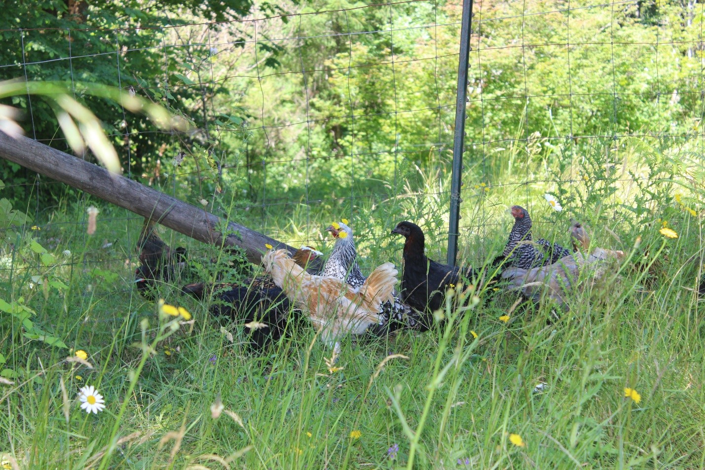 Eggs – Sapsucker Farm